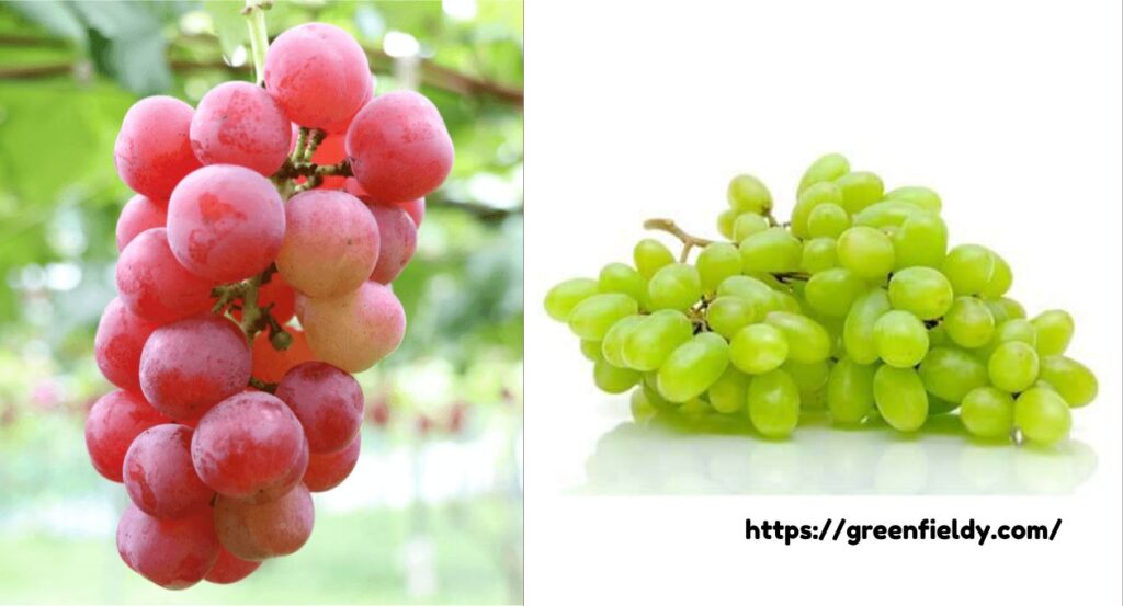 Why Are Grapes So Expensive? A Clear Price Breakdown - Green Fieldy