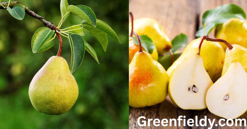 Fruit That Looks Like a Pear Complete Guide to Pear Shaped Fruits ...